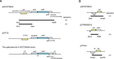 Schematic Comparison Of The Newly Identified Replication And Download Scientific Diagram