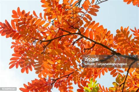 텍스처 배경 패턴입니다 마가 목 노란 빨간 루비의가 단풍 장미 가족 화합물 잎 흰 꽃과 붉은 열매의 작은 낙 엽 나무 0명에 대한 스톡 사진 및 기타 이미지 Istock