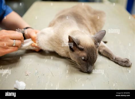 Siamese Cat Is Having Stock Photo Alamy