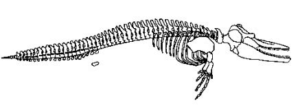 Transitional Fossils Evidence For Evolution