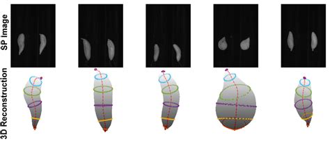 Sweetpotato 3d Shapes Examples Of 3d Reconstructed Models Download Scientific Diagram