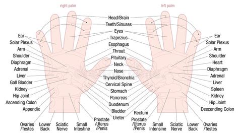 Hand Reflexology Map Revisiting Reflexology Concept Evidence Current