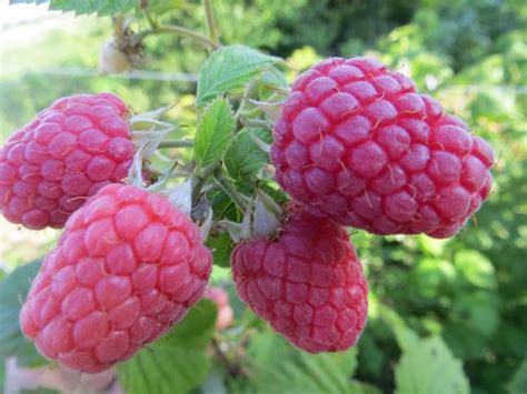 Что делать чтобы малина была крупной Кусты малины Малина Выращивание малины