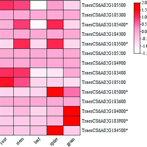 Expression Patterns Of Candidate Genes In The Physical Interval Of