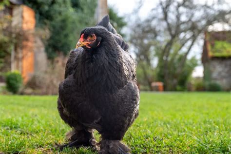 10 Large Black Chicken Breeds The Hip Chick