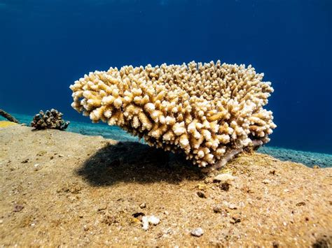 How Ocean Currents Affect The Climate