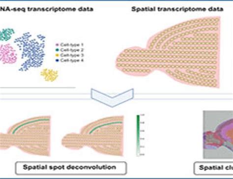 Ficture Scalable Segmentation Free Analysis Of Submicron Resolution