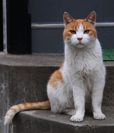 Orange_and_white_tabby_cat_with_the_impressive_tail-Hisashi-01A - #cat ...