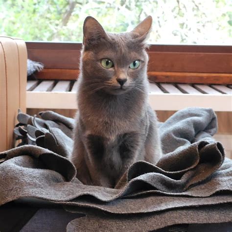 Peyton Male Korat Kittens For Sale