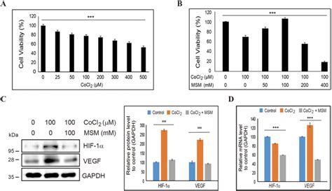 Effect Of Both Cocl 2 And Msm On Cell Viability And Hypoxia Markers Download Scientific