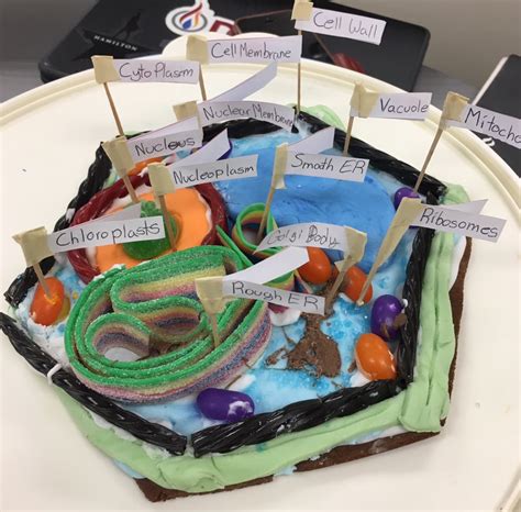 Cell Model Examples
