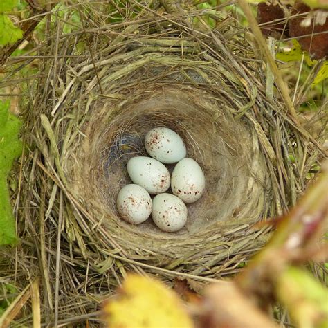 Linnet Linaria Cannabina Songbird Factfile