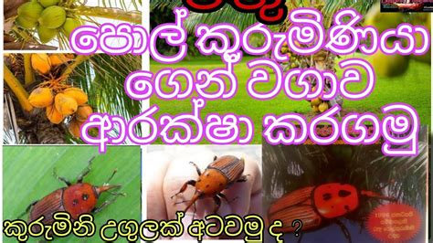 පොල් පැල විනාශ කරන රතු කුරුමිණියාට උගුලක් අටවමු Youtube