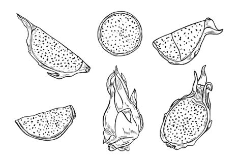 열대 전체 절반 및 조각 Pitahaya 선인장 손으로 그린 벡터 일러스트 레이 션은 검은 잉크로 그려져 있습니다 향기로운