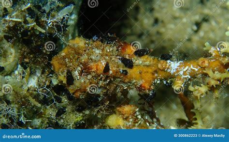 Sea Snails Or Mud Snails Cerithidea Sp Close Up Undersea Aegean Sea