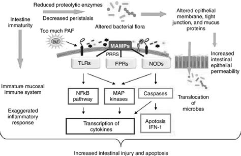 Schematic Summarizing The Pathologic Features That Contribute To The