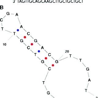 Modifications In The Stem Loop Structure Affect CpGinduced Invasion Download Scientific