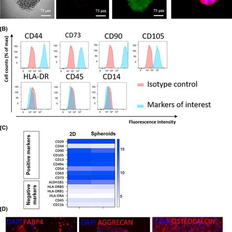 Characterization Of The Identity Of Spheroids Made From Asc A