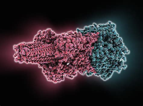 T4 Bacteriophage Cell Puncturing Device Photograph By Science Photo