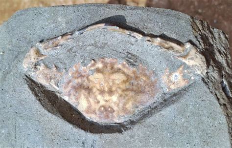 Indonesian Crab Fossils Is It Real How To Recognize Fossil