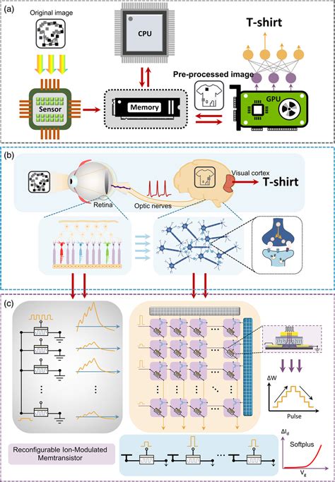 Neuromorphic Artificial Vision Systems Based On Reconfigurable Ion‐modulated Memtransistors