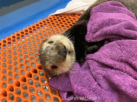 Alaska Sealife Center Admits Rescued Harbor Seal And Sea Otter Pups