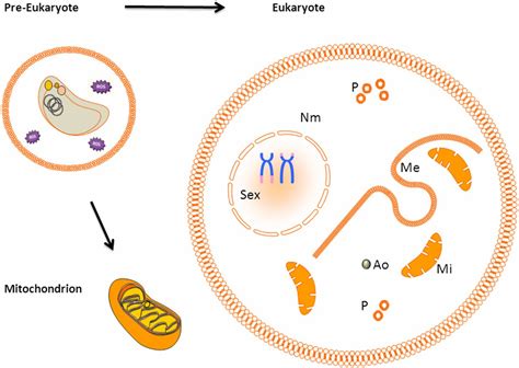 Sex Is A Ubiquitous Ancient And Inherent Attribute Of Eukaryotic Life