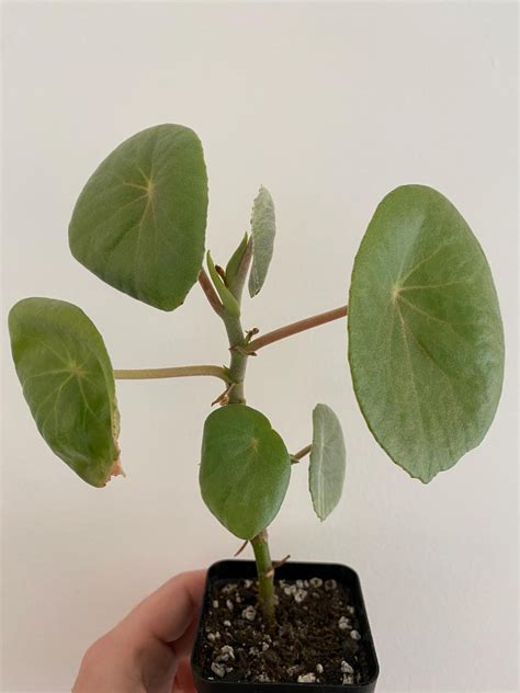 Begonia Goldingiana Fuzzy Semi Succulent Brazilian Begonia Live Plant Etsy