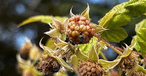 Bugs On Raspberry Plant Album On Imgur