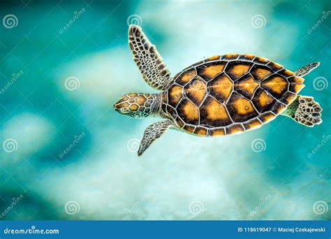 Close Up Of Cute Turtle Stock Image Image Of Mexico 118619047