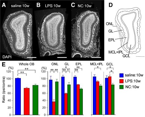 Mouse Olfactory System