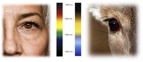 What Colors Can Deer See Outdoor Life