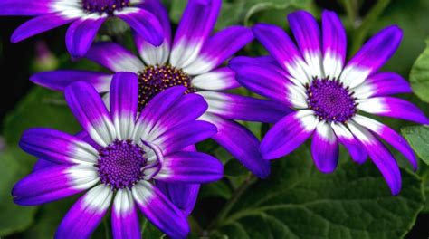 Osteospermum (49 снимки): едногодишно или многогодишно цвете ...