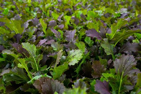 Campo Plantado Con Mostaza Roja Foto De Archivo Imagen De Farmland
