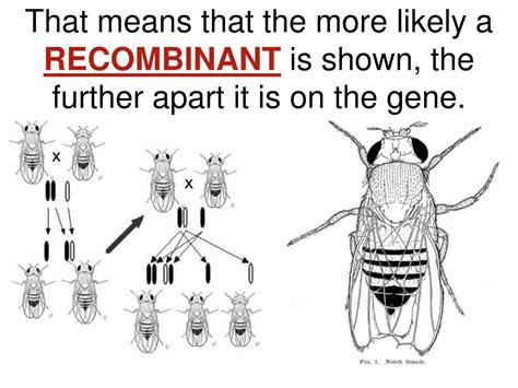 Ppt Biology Clc Uc Courses Bio105 Sex Link Htm Must Use This Site