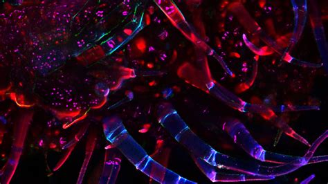 Light Sheet Microscopes Products Leica Microsystems