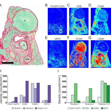 Staining Of Serial Tissue Sections And Image Alignment A Summary Of