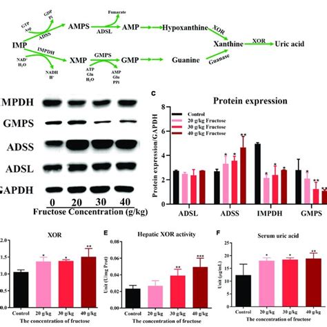 Fructose Promoted Inosine 5 Monophosphate Imp To Adenosine Download Scientific Diagram