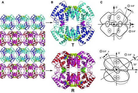 Structural Demonstration Of The MWC Model The T And R States Coexist Download Scientific