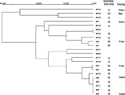 Tree Based On The Unweighted Pair Group Method Using Average Linkages Download Scientific