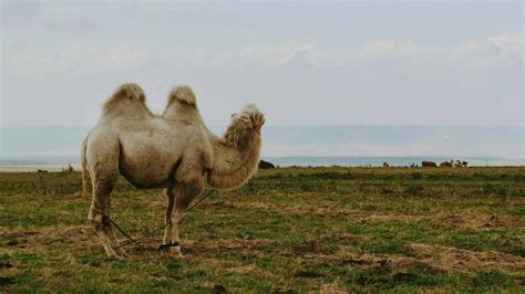 Motion Filtering Vs Detection Delay Trail Camera Insights For B2b