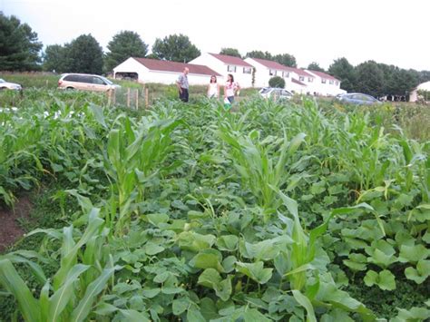Three Sisters Good Life Permaculture