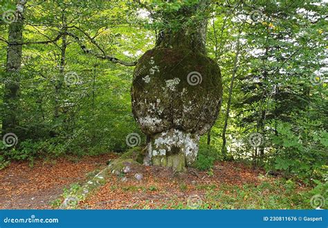 Tree Cancer Fungal Disease European Beech Fagus Sylvatica Stock