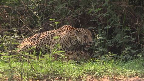 Jaguars Mating Tremendous Growling YouTube