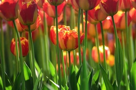フリー写真画像 チューリップの葉、花びら、春、自然