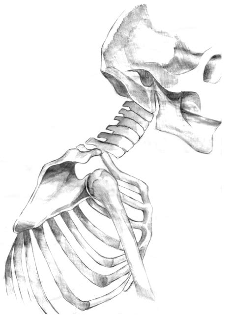 Human Bones Sketch At Explore Collection Of Human Bones Sketch