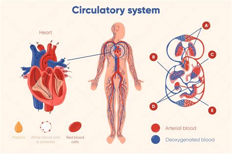 Circulatory System Parts