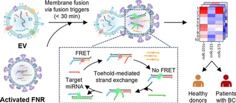 All In One Fusogenic Nanoreactor For The Rapid Detection Of Exosomal Micrornas For Breast Cancer