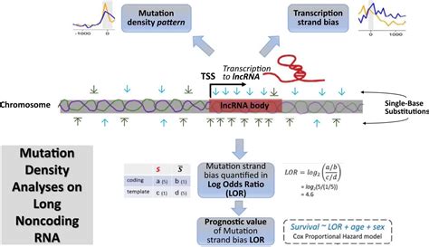 Mutation Density Analyses On Long Noncoding Rna Reveal Comparable Patterns To Protein Coding Rna