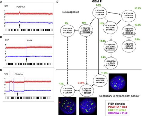Subclonal Genetic Structure Of Neurosphere Cells And Tumor Propagating Download Scientific